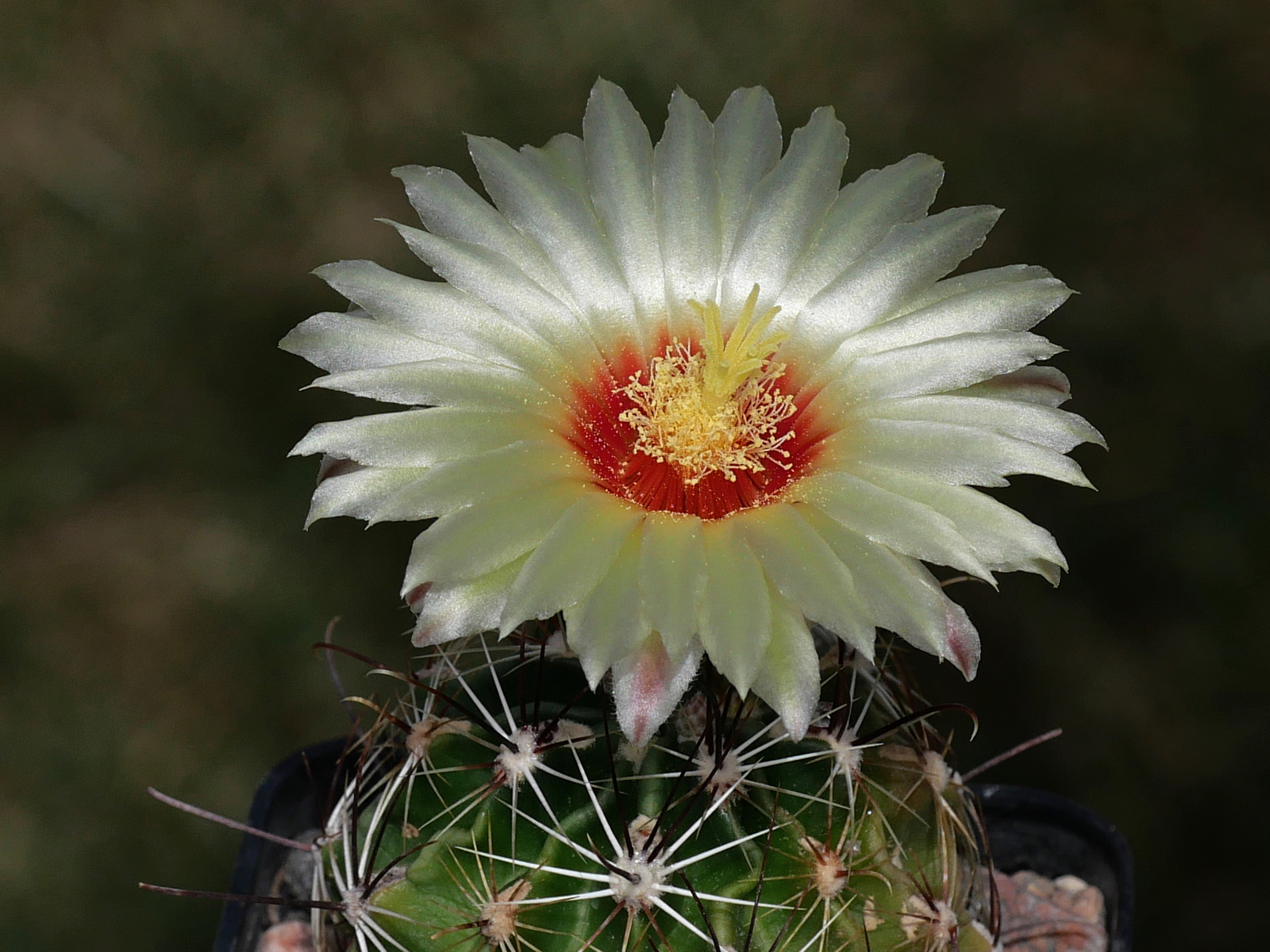 SuccSeed - Ferocactus setispinus GM 382