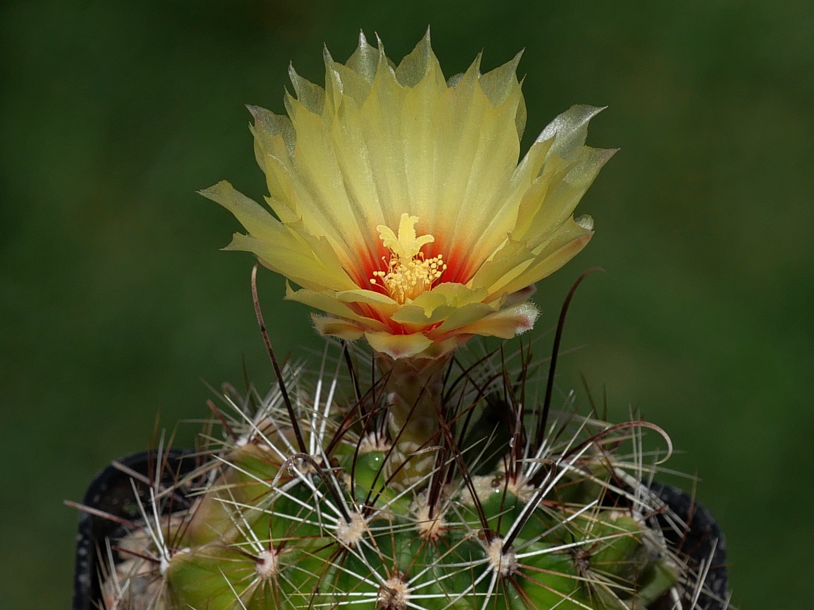 SuccSeed - Ferocactus setispinus v. hamatus GL 154 (San Antonio, TX)