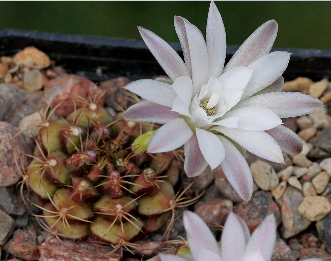 SuccSeed - Gymnocalycium marekiorum v. roboreanum VOS 1886