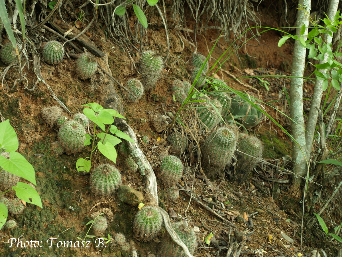 SuccSeed - Parodia setifera TB 726.1 (Lumbrera, Salta, Arg, 674m)