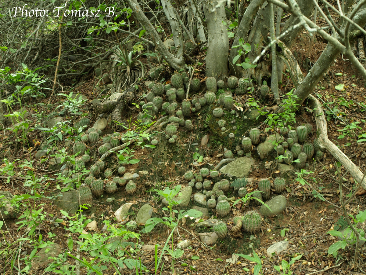 SuccSeed - Parodia setifera TB 726.1 (Lumbrera, Salta, Arg, 674m)