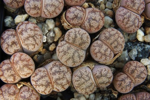 SuccSeed - Lithops coleorum