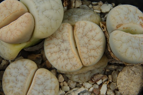 SuccSeed - Lithops gracilidelineata C 309