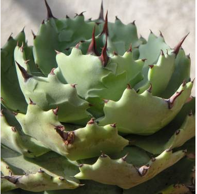 SuccSeed - Agave potatorum 'dwarf'