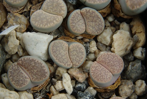 SuccSeed - Lithops verruculosa v. glabra C 160