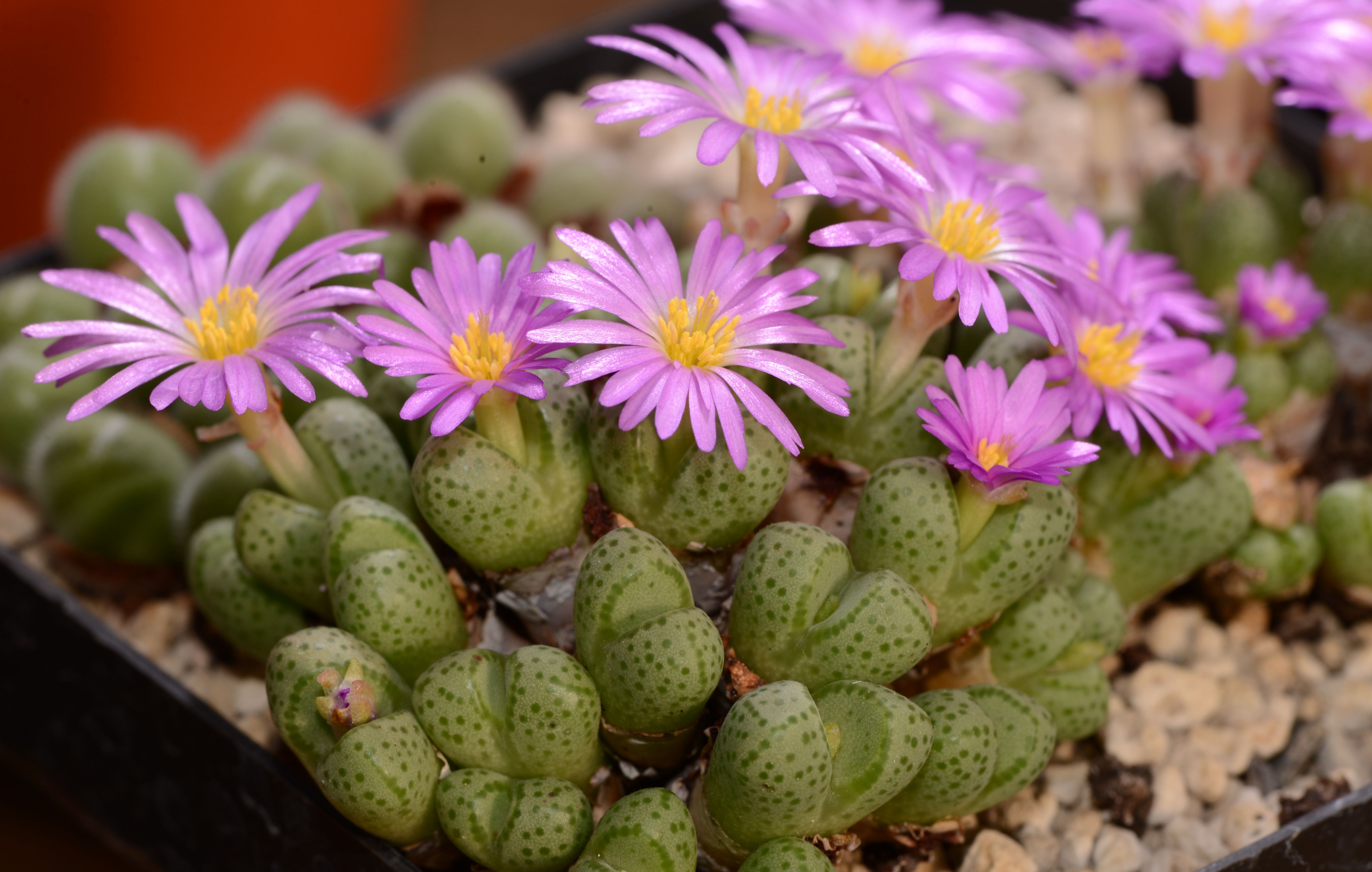 SuccSeed - Conophytum marginatum (Koeriesberg)