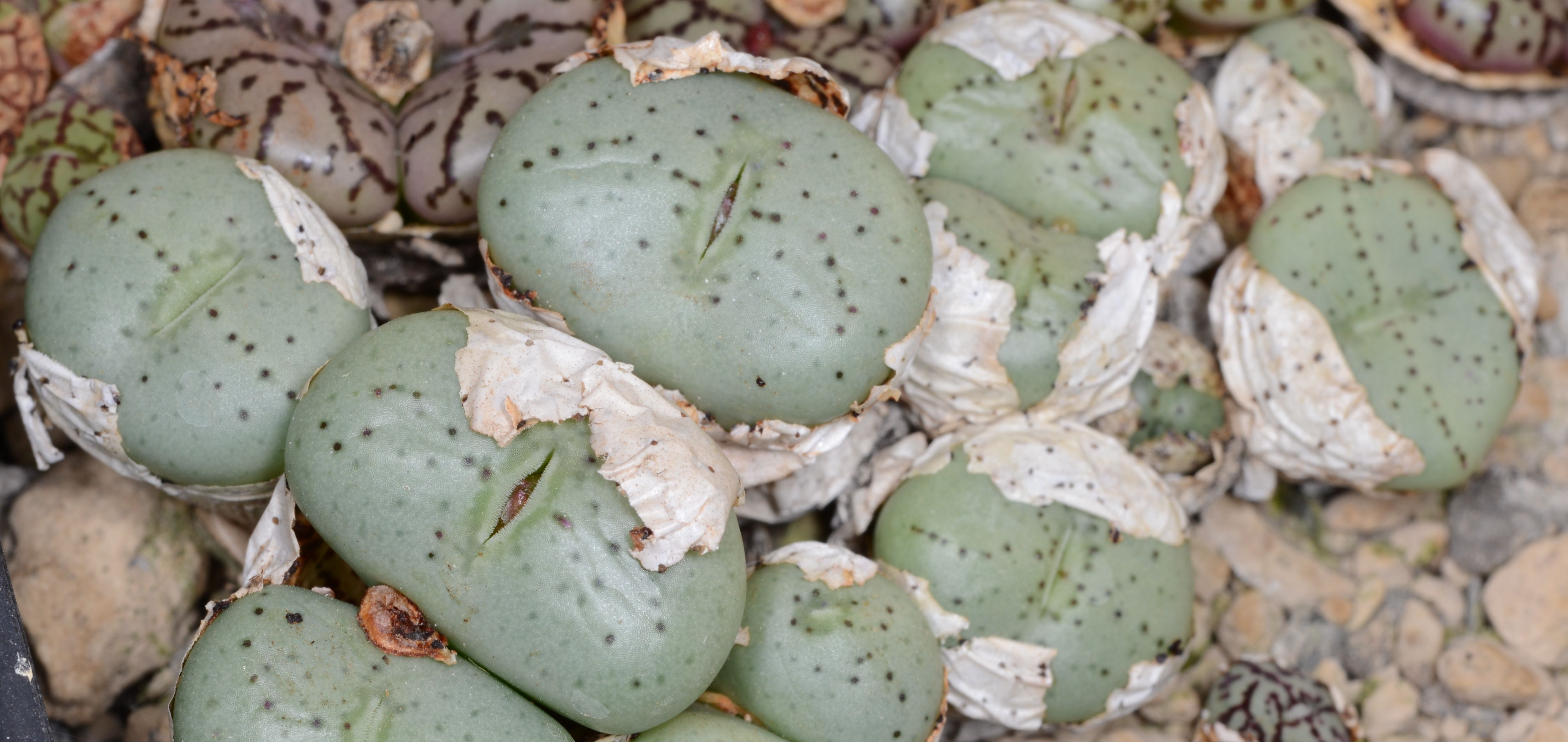 SuccSeed - Conophytum minimum (Touwsfontein)