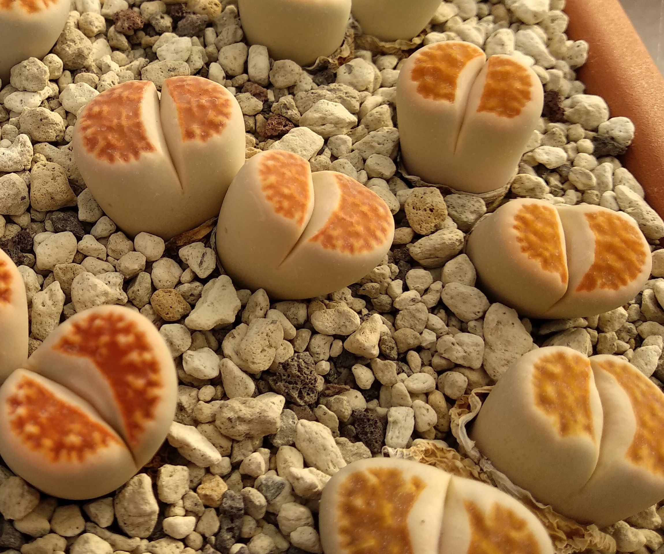 SuccSeed - Lithops karasmontana 'summitatum' Red selection