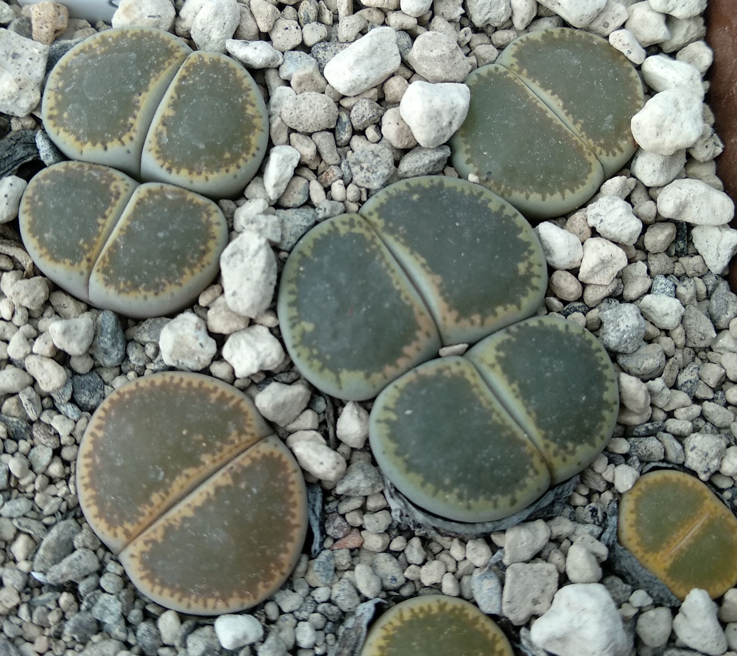 SuccSeed - Lithops leslei cv. Black Top C 153A