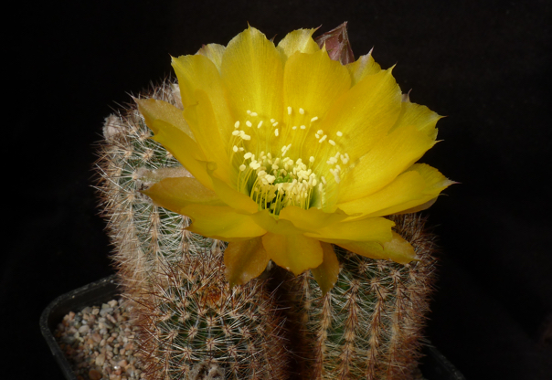 SuccSeed - Lobivia haematantha v. densispina MN 39 (Purmamarca, 2650 ...