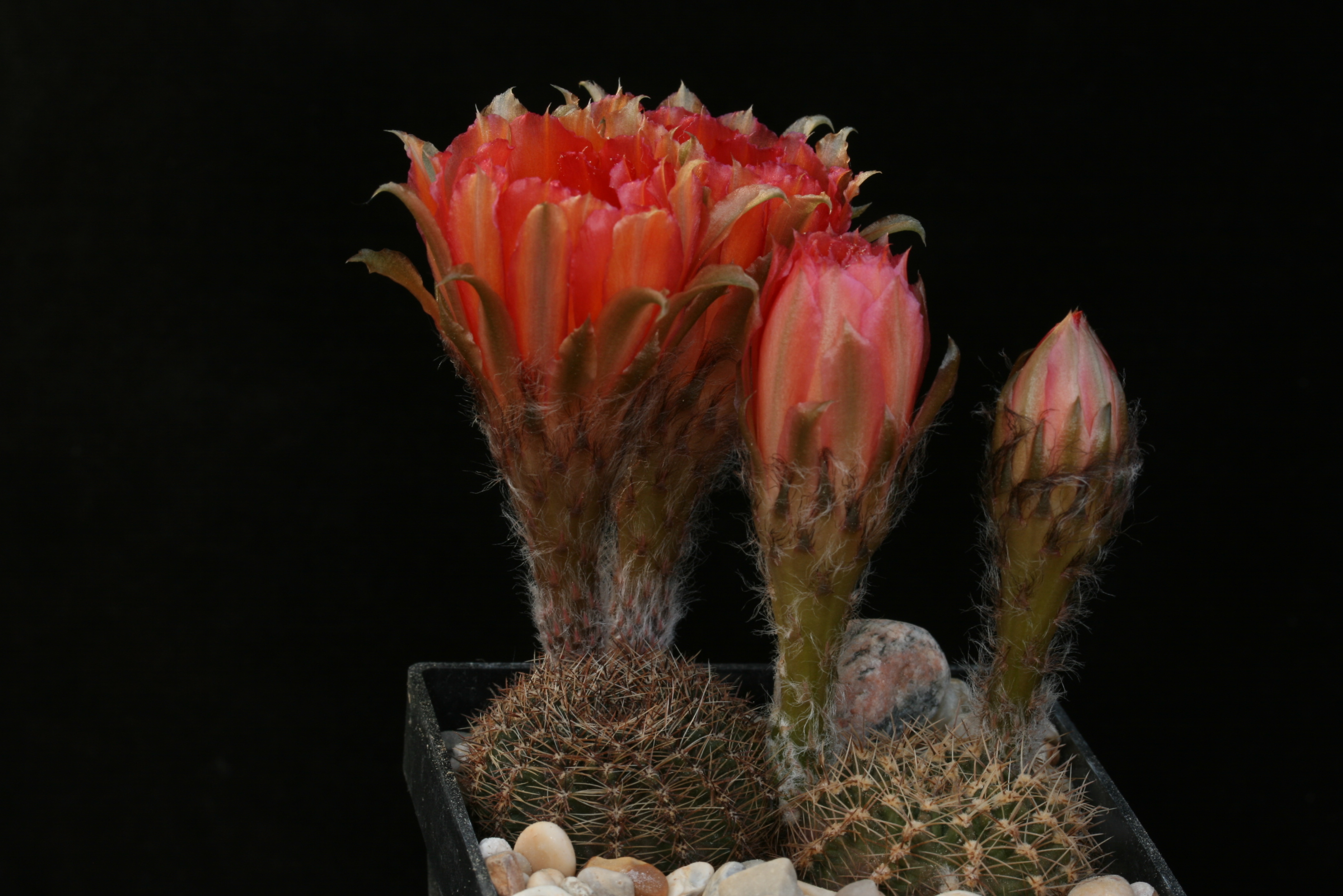 SuccSeed - Lobivia haematantha v. rebutioides WR 816 (Tumbaya, Arg)