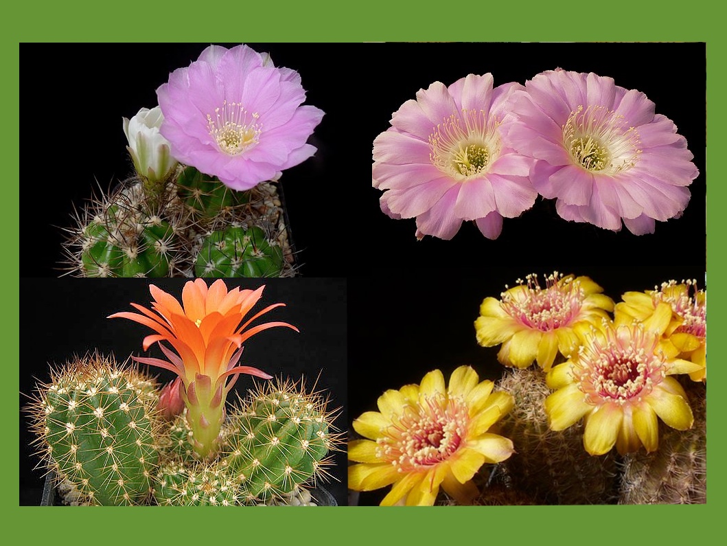 SuccSeed - 10 easy to grow & beautiful Lobivia!