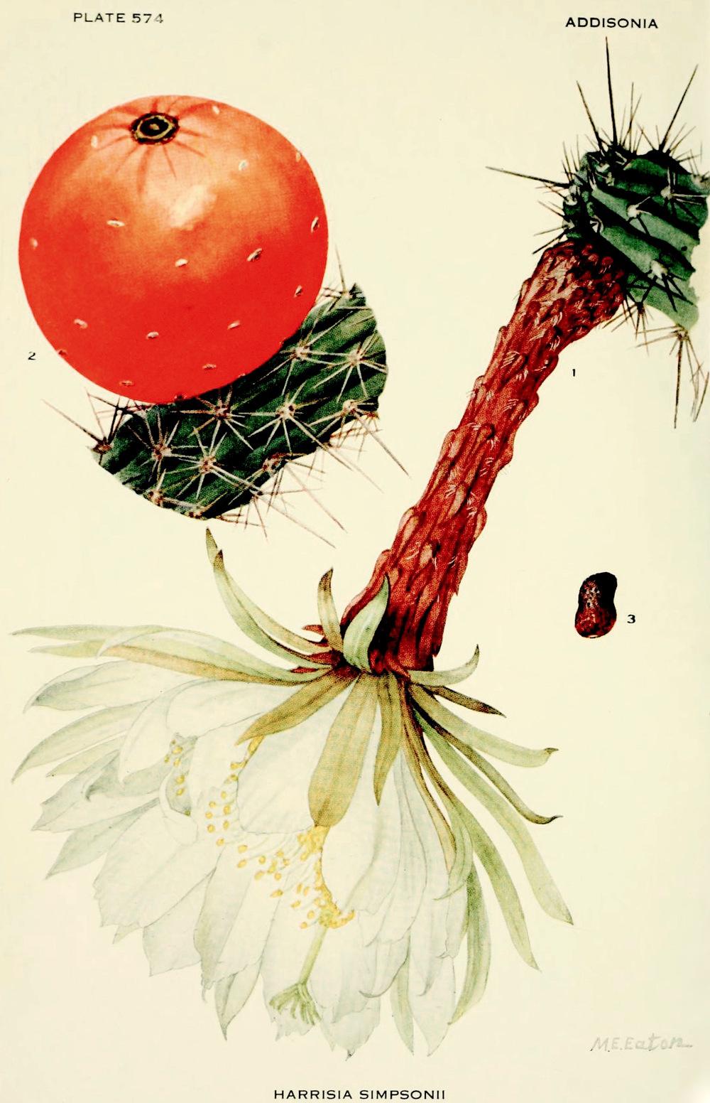 SuccSeed - Harrisia simpsonii