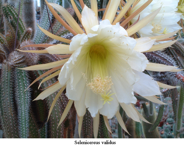 SuccSeed - Selenicereus validus