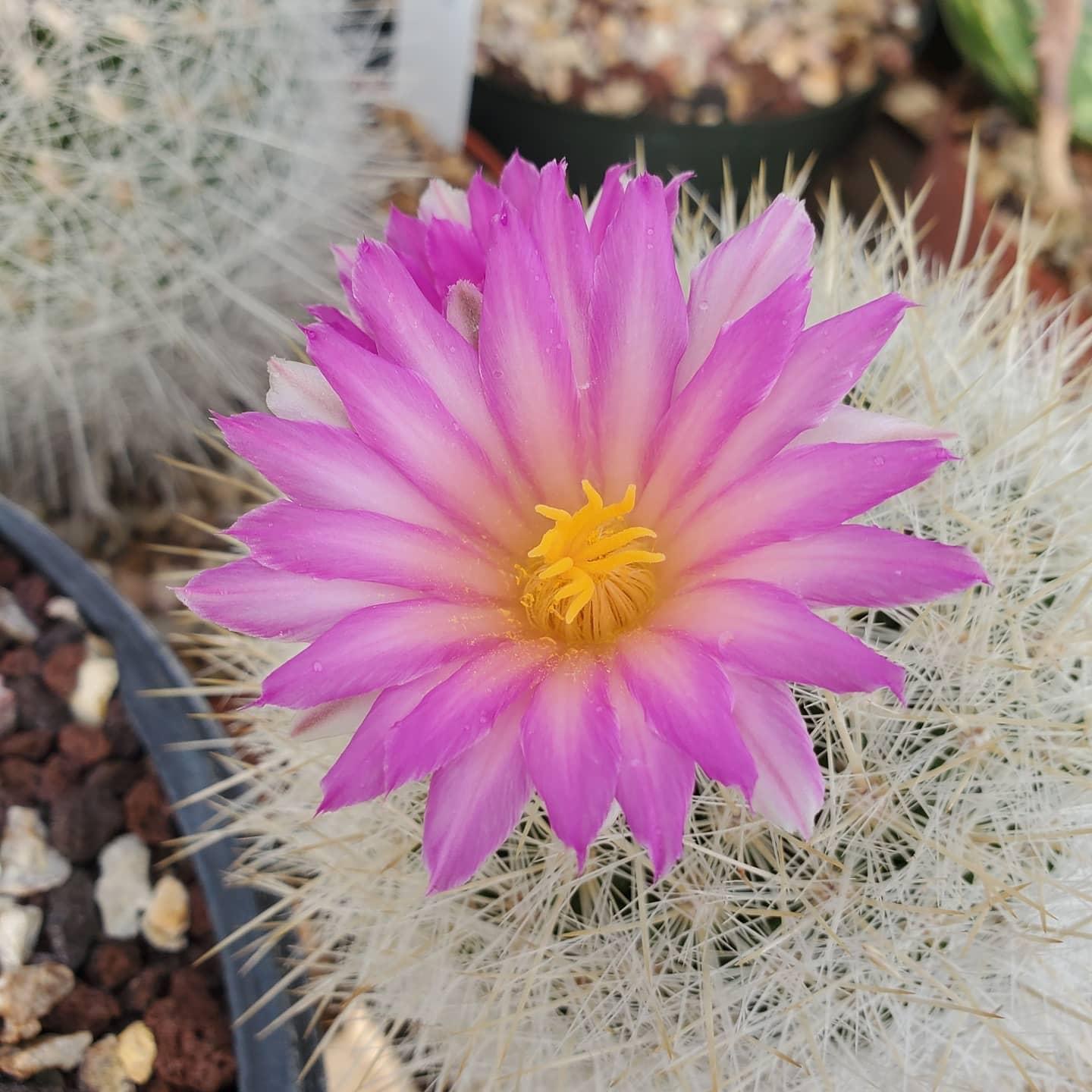 SuccSeed - Thelocactus conothele v. macdowellii
