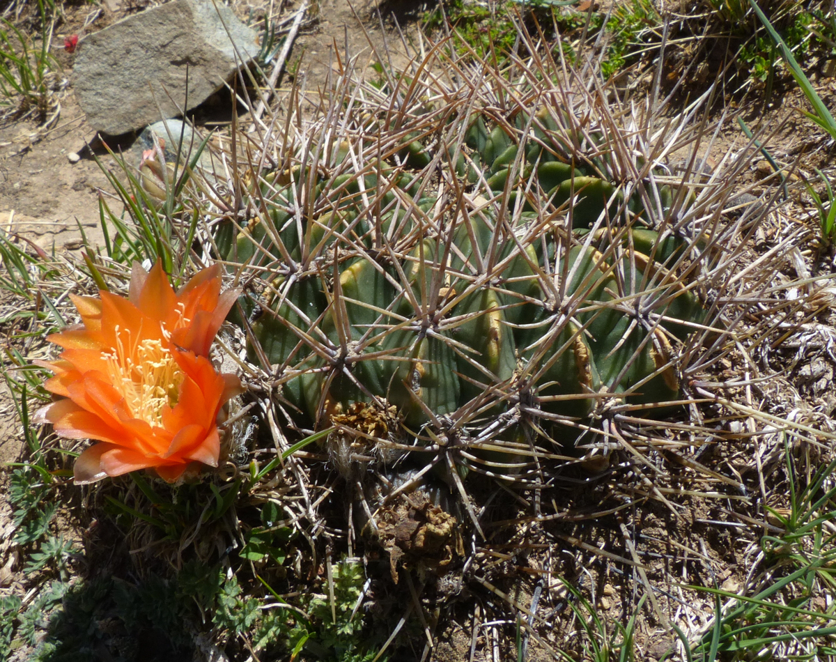 SuccSeed - Lobivia pugionacantha v. rossii MN 470