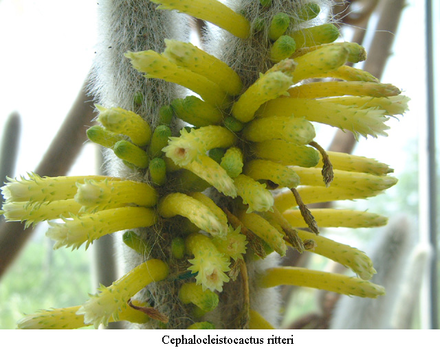 SuccSeed - Cephalocleistocactus