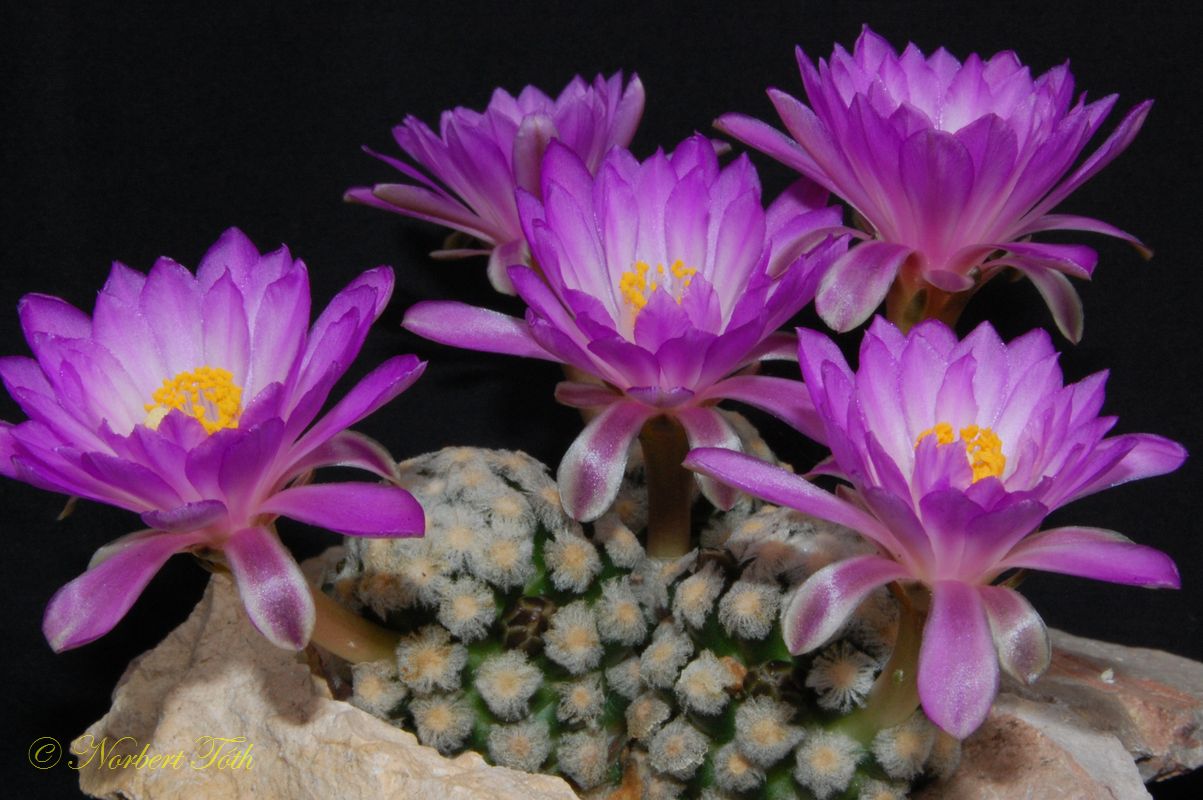 SuccSeed - Mammillaria theresae (Coneto Pass, Dur, Mex)