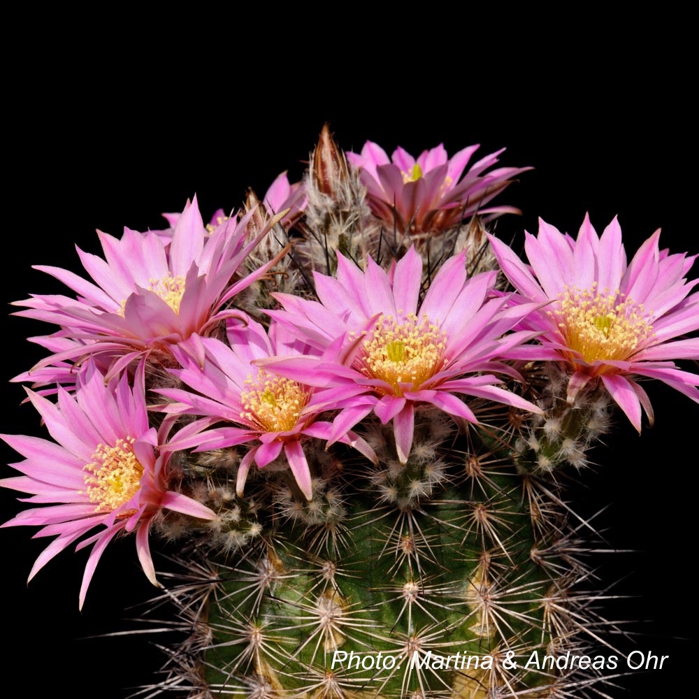 SuccSeed - Echinocereus adustus ssp. roemerianus (Canatlan, Mex)