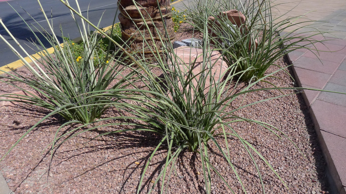 SuccSeed - Hesperaloe parviflora
