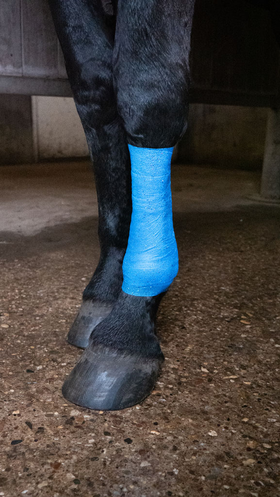 Holland Animal Care Bandage Animal 5 cm - Blue Glitter - PETSTER