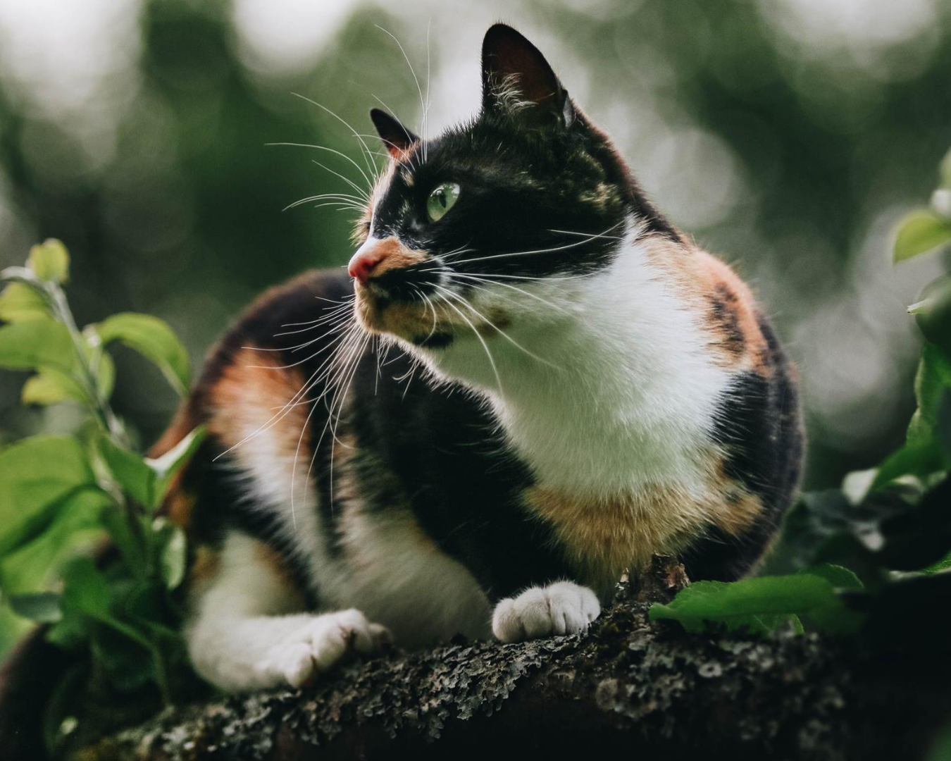 One-stop shop for dogs, horses, riders, and cats | PETSTER