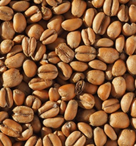 Torrefied Wheat - Puffat vete 1 kg (hel) - BryggBolaget