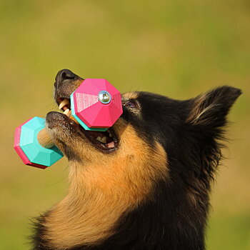 Apport till hund | LG apporter | Hansesgården