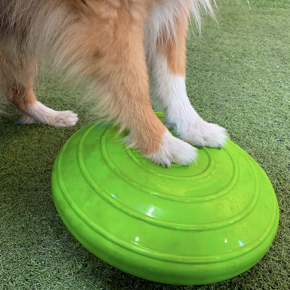 K9 Design Disc | Balansboll hund | Hansesgården