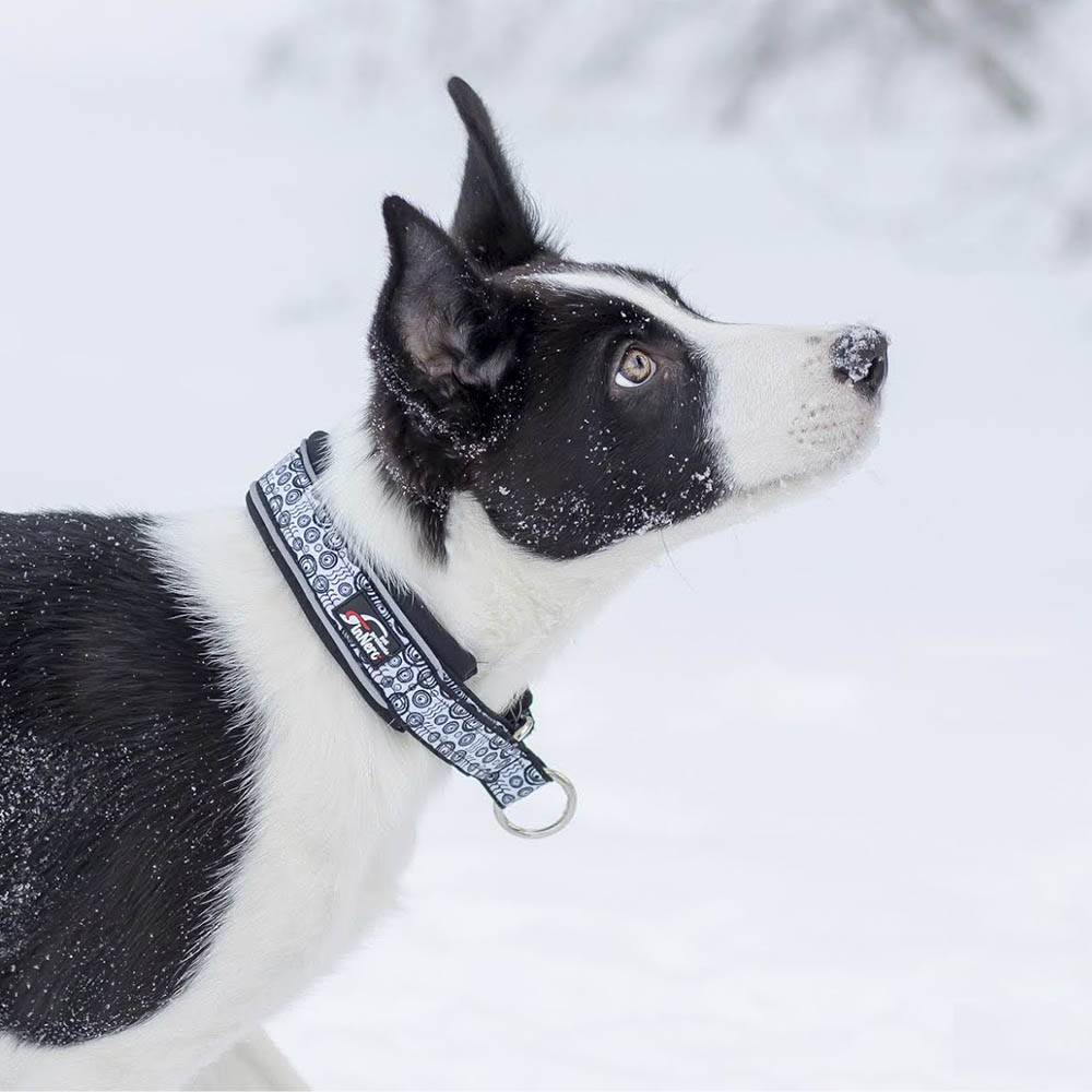 Ocean sport collar | Martingale collar for dogs