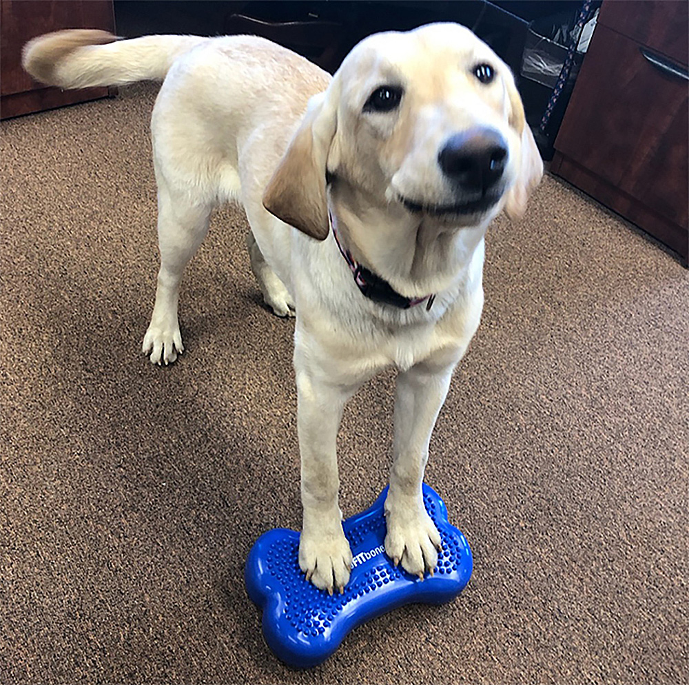 FitPAWS K9 Fitbone mini | 2 pcs balance ball dog