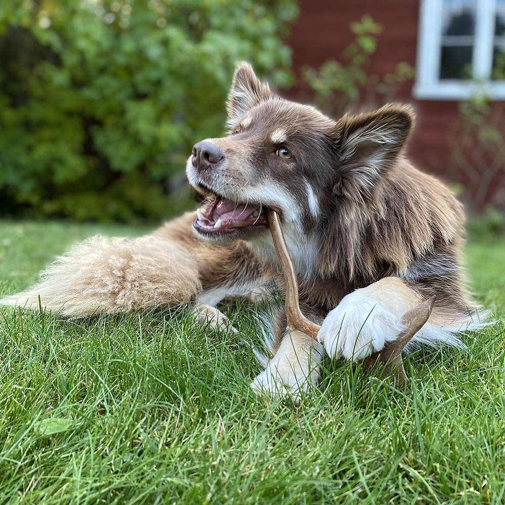 Kerotugg reindeer antlers | Chewing antlers from reindeer