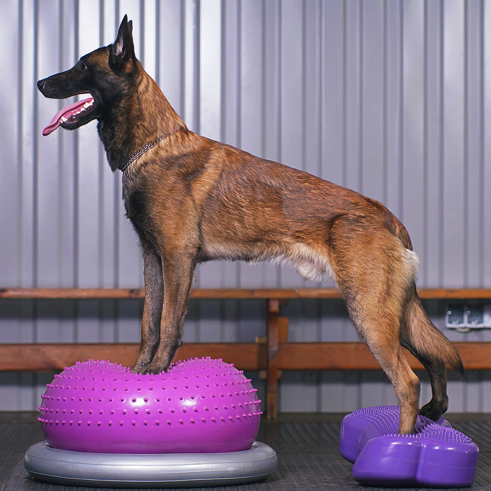 FitPAWS Trax Donut | balansboll till hund