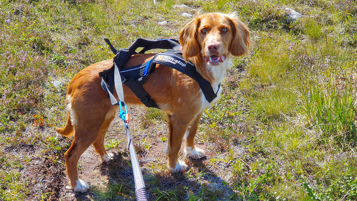 Månadens hund | Penny | Hansesgården
