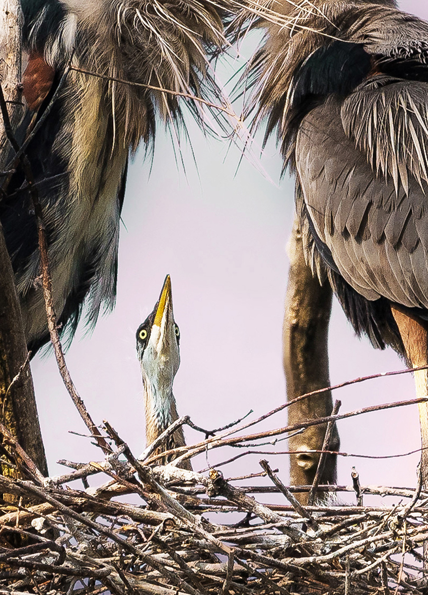 Lærredsprint - Herons Den - | Canvasbutik.dk