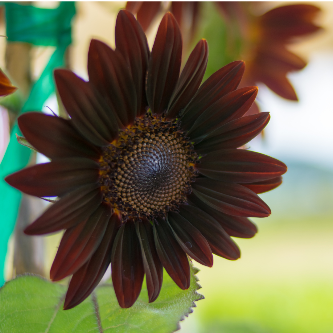 Solros - Chocolate - Fröbanken