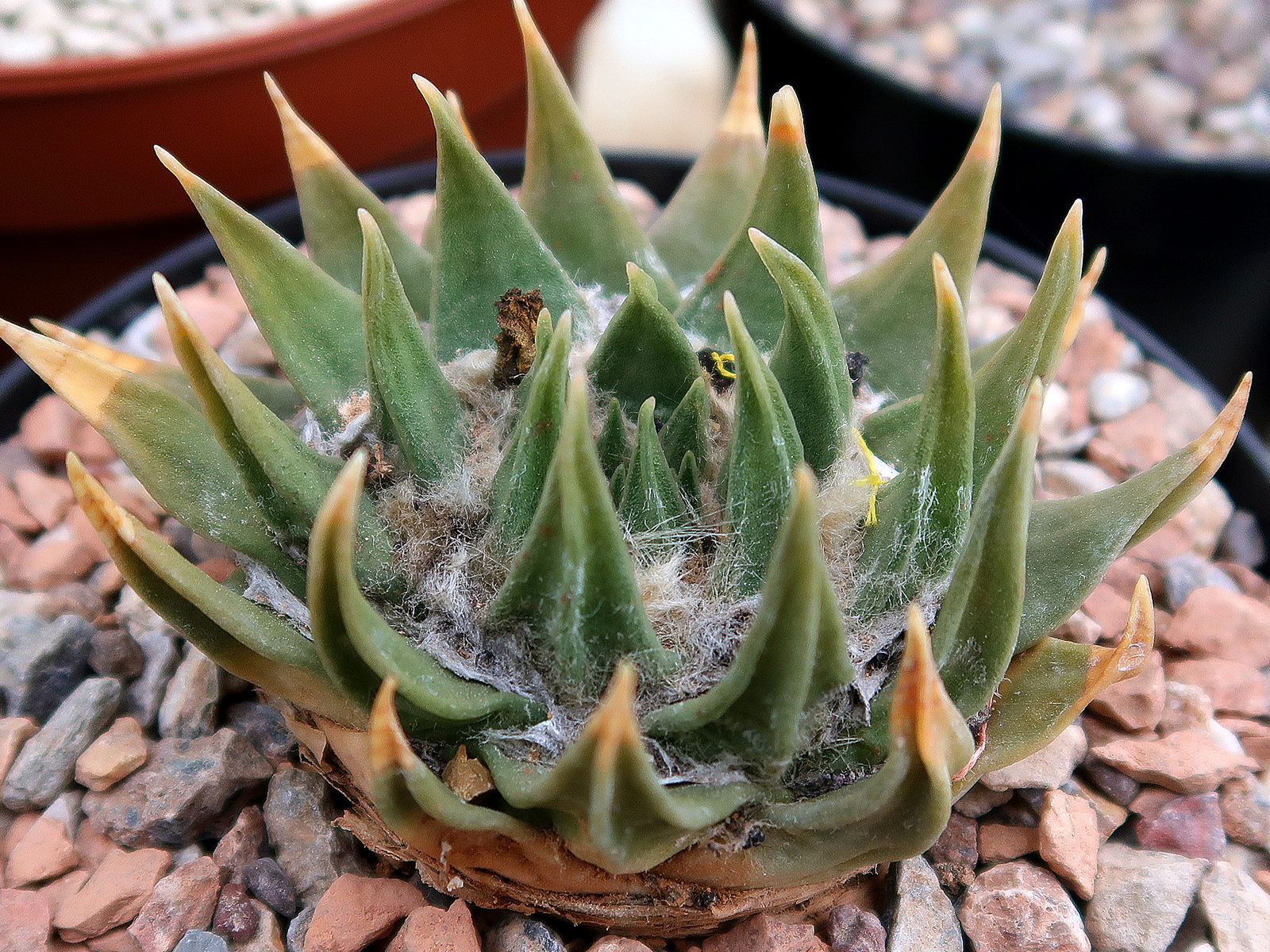 SuccSeed - Ariocarpus trigonus ssp. horacekii (Jaumave, Tam, Mex)