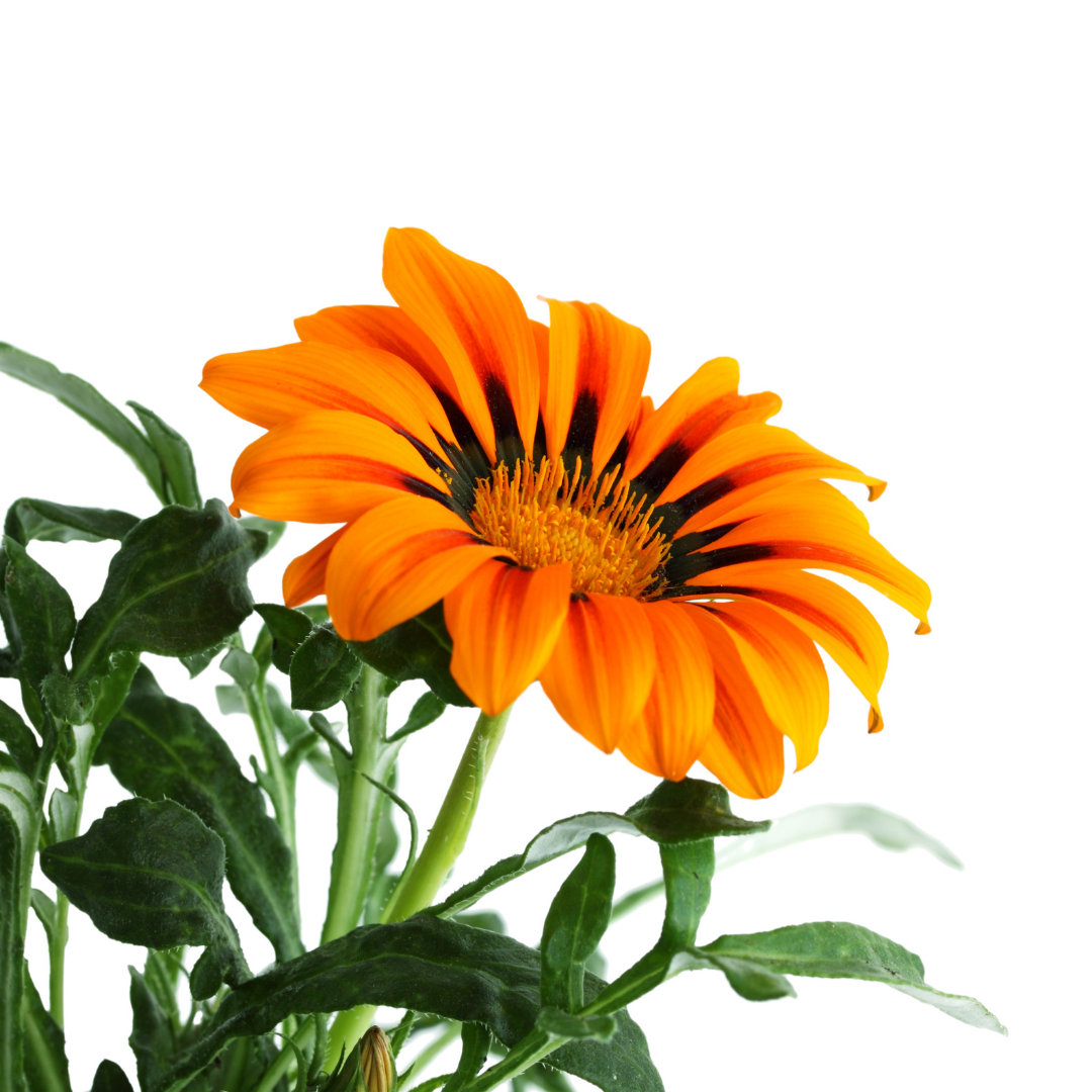 Antilopöga - Orange Prince - Fröbanken