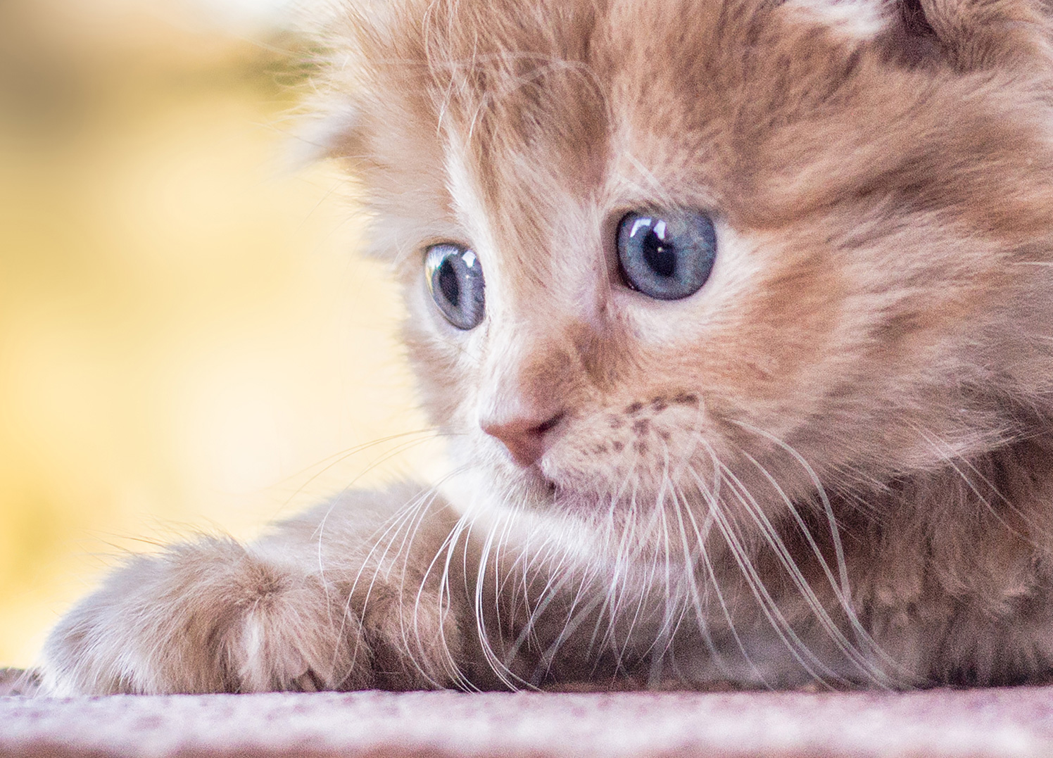 Lerretsbilde - Baby Cat - | Canvasbutik.no