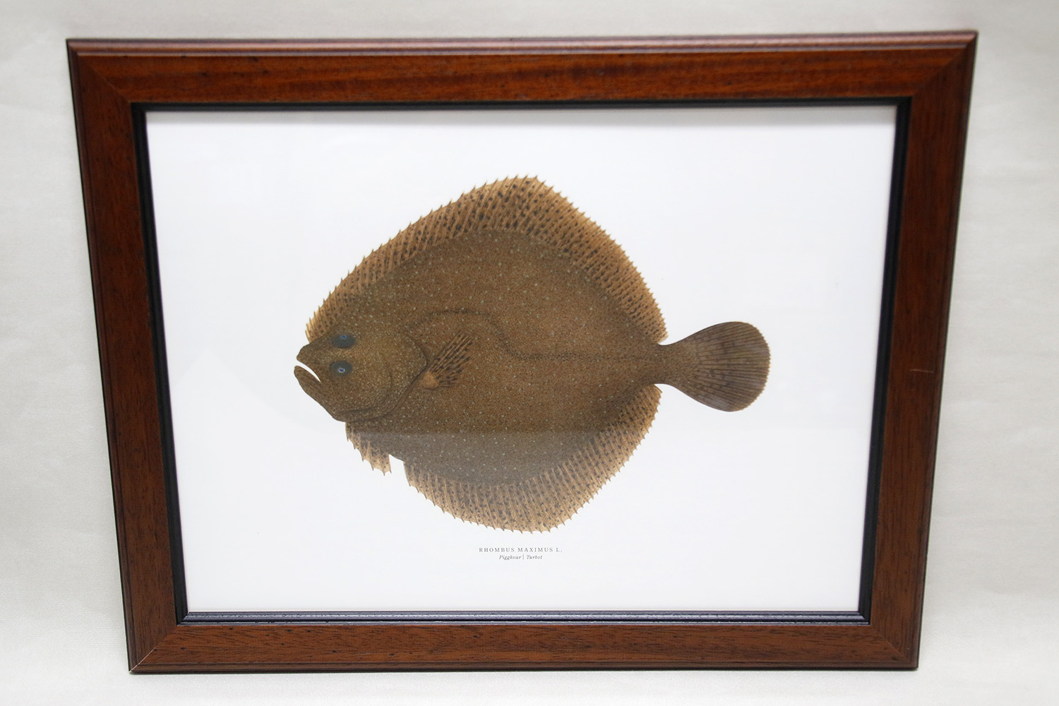 Tavla Fiskar 36x46 cm - Flaggskeppet