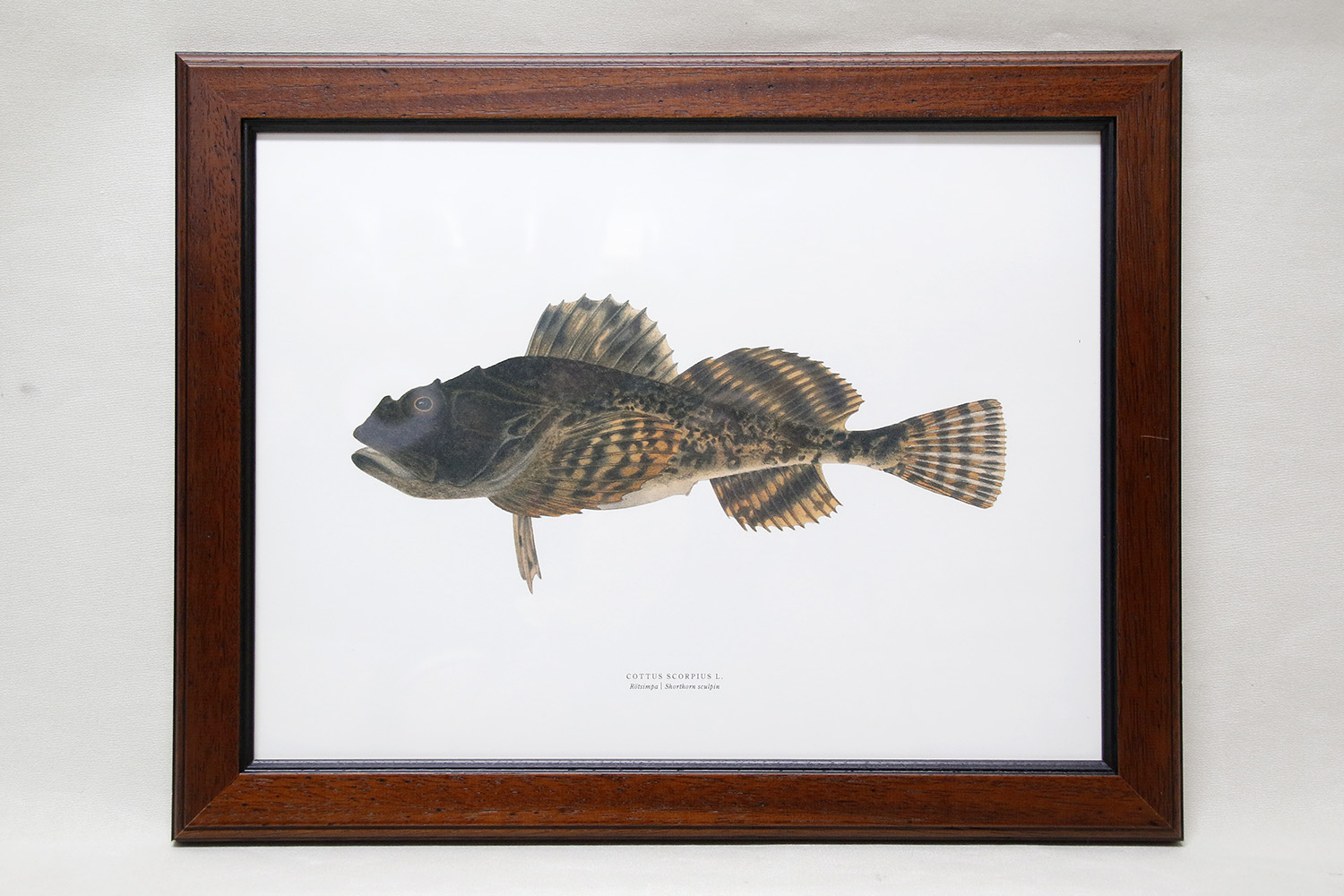 Tavla Fiskar 36x46 cm - Flaggskeppet