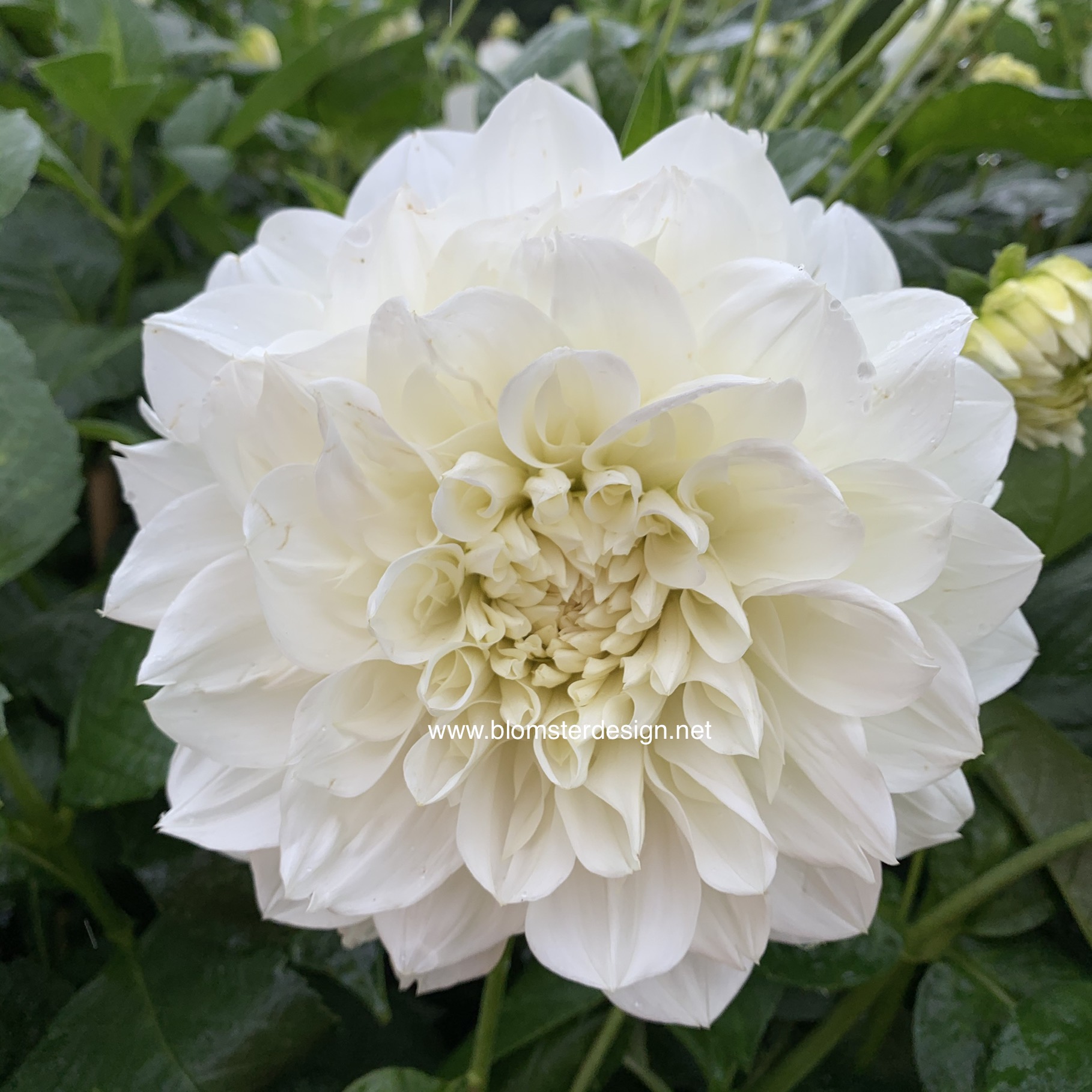 Dahlia White Perfection - Blomsterdesign i Landskrona