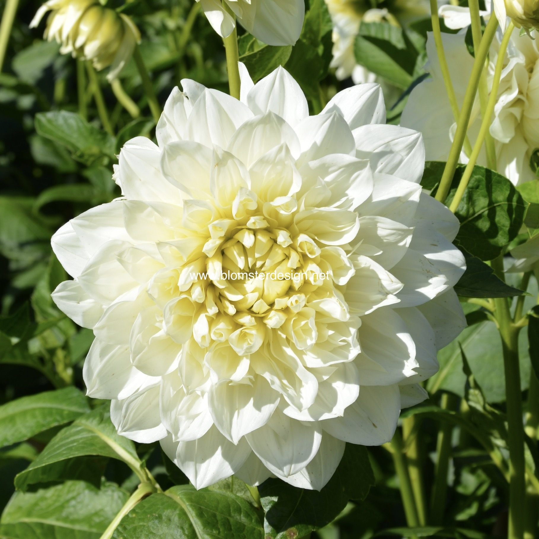 Dahlia Fleurel - Blomsterdesign i Landskrona