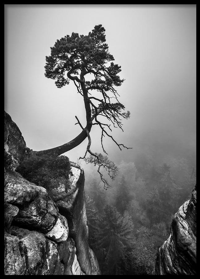 Tree of Hope – black and white nature poster