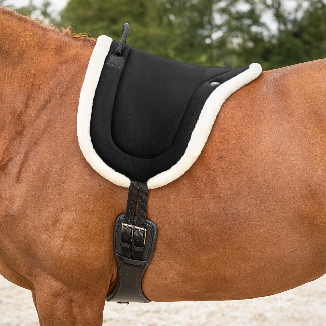 Barbacka / ridpad QHP, svart, full - www.taur.se