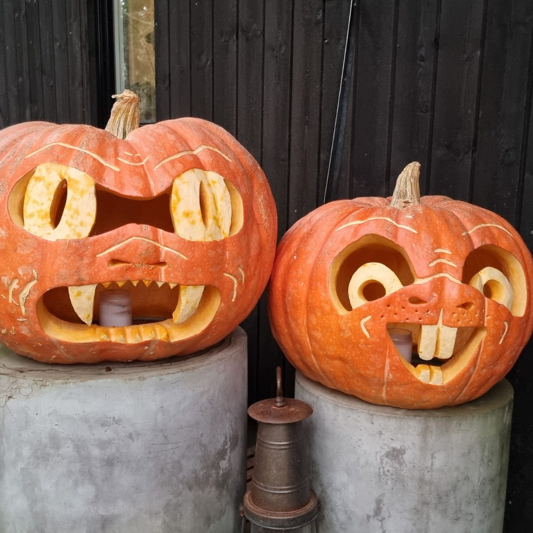 Halloweenpumpa - Connecticut Field - Fröbanken