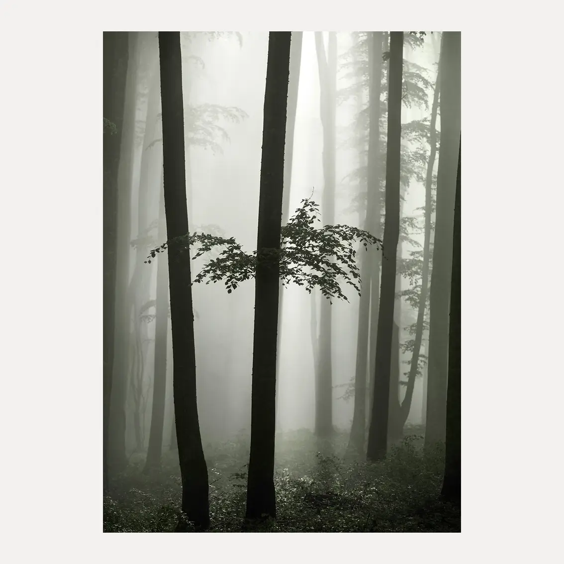 Beech Forest – Misty beech trees | Canvasbutik