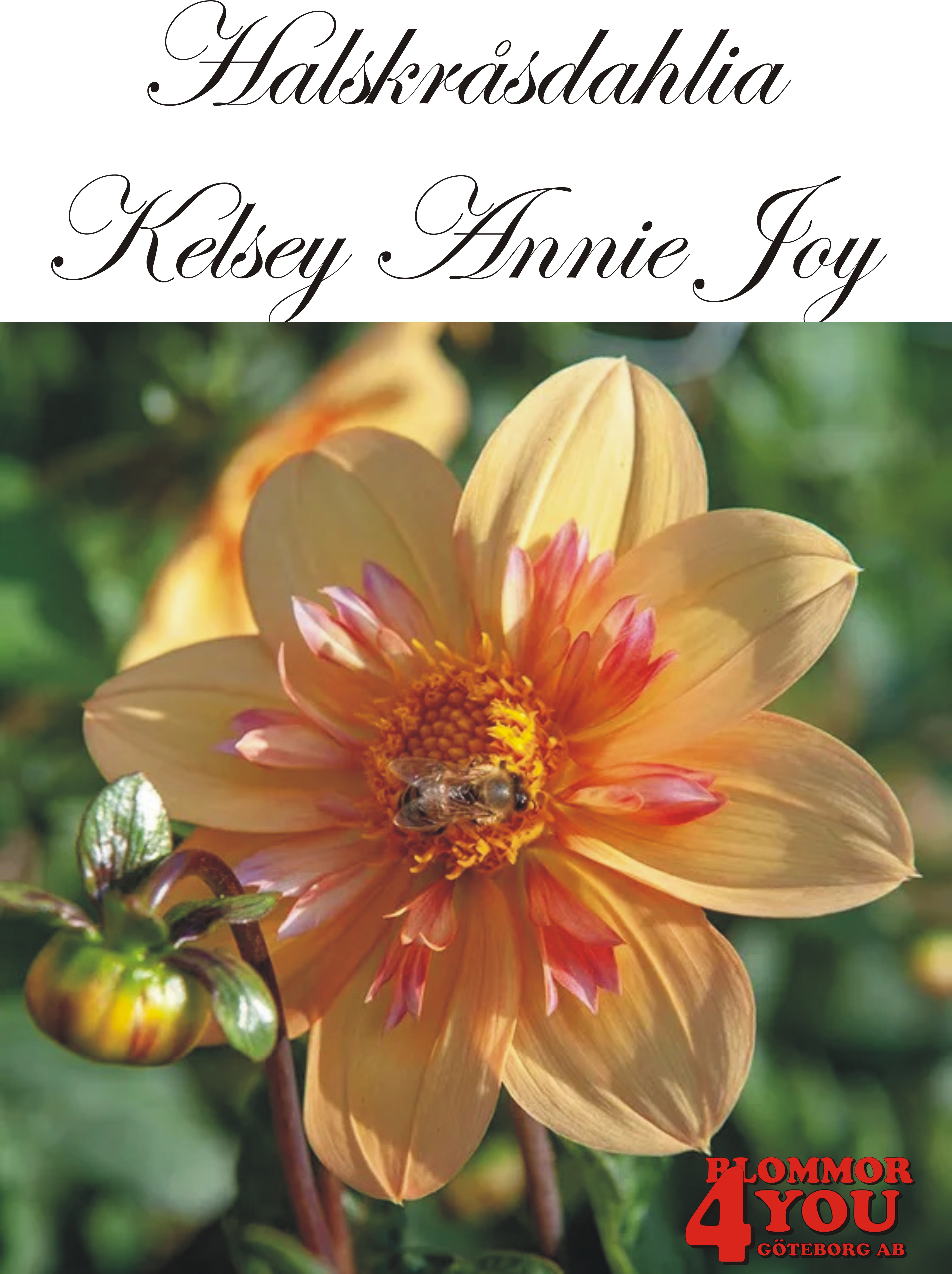 Halskråsdahlia Kelsey Annie Joy - Blommor 4 You Gbg AB