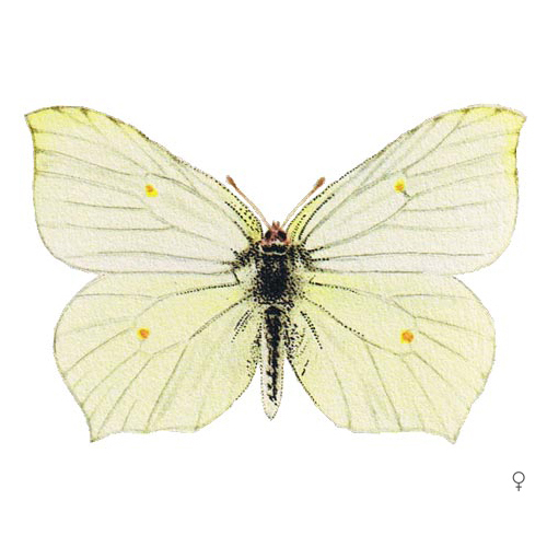 Papillon citron - Wildlife Garden Online