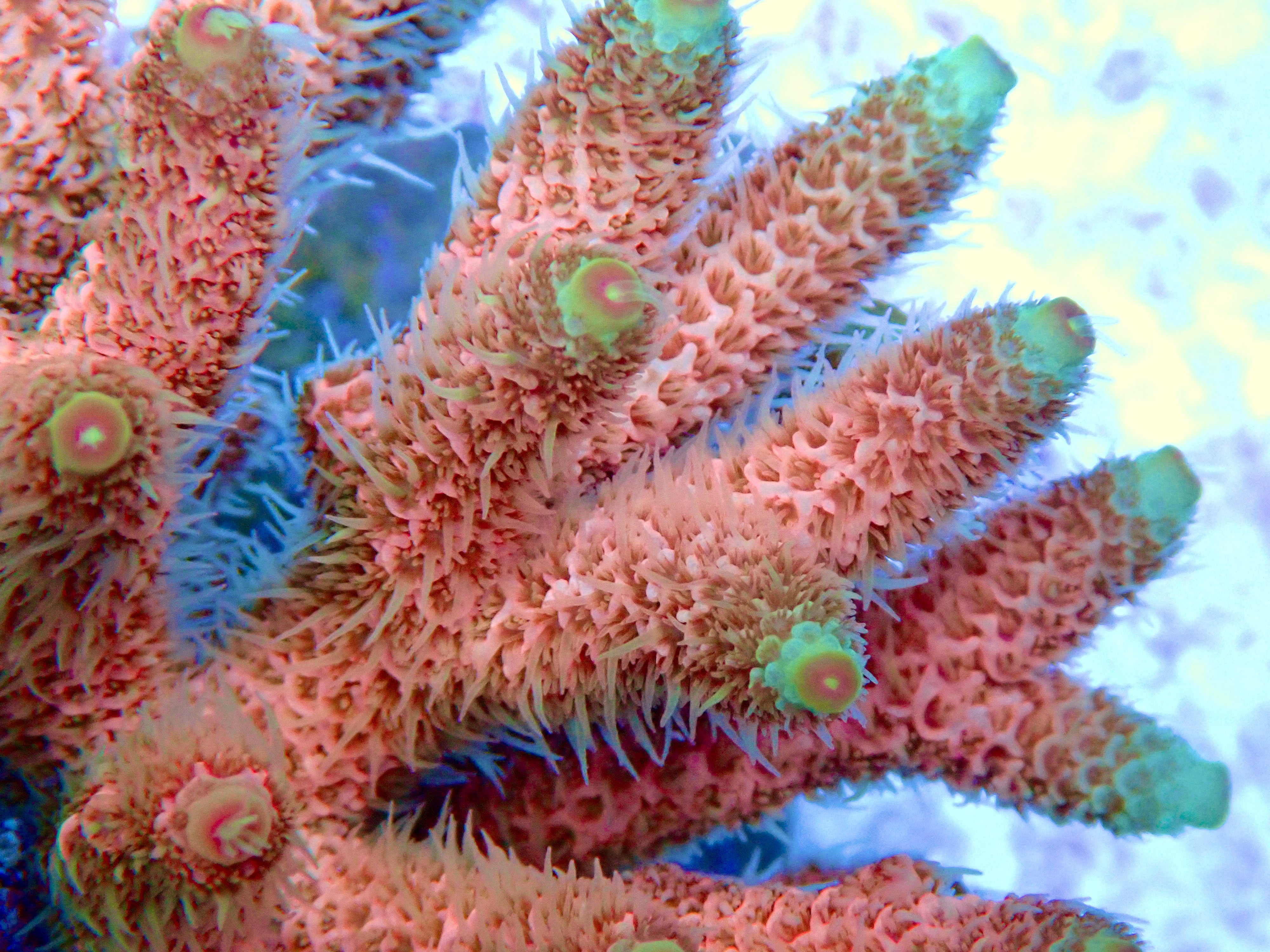 Acropora spp. OOL Fuchsia Phantom - Salt i Väst